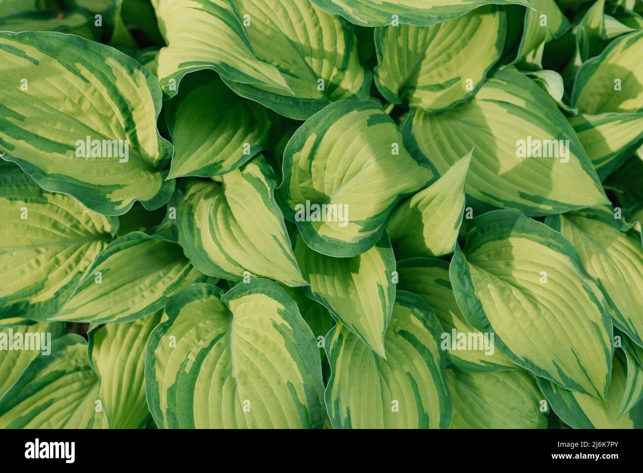 Bright green hosta leaves. Natural background Stock Photo - Alamy