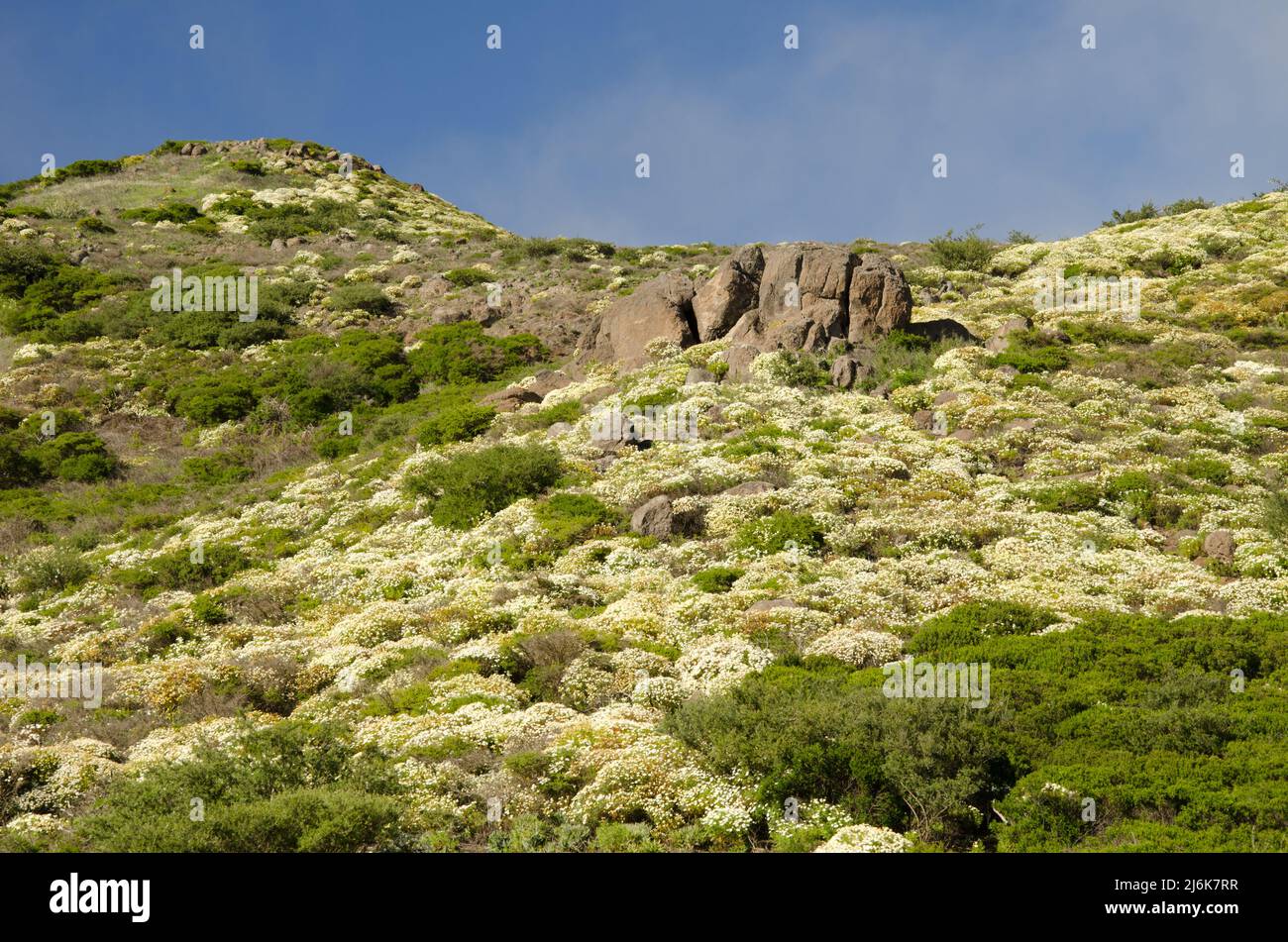 Landscape with Paris daisies Argyranthemum frutescens in bloom. Orone ...