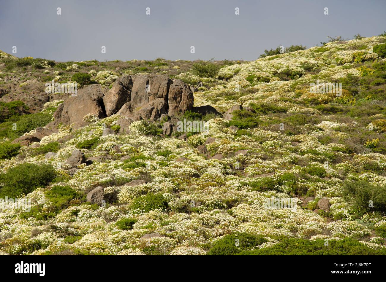 Landscape with Paris daisies Argyranthemum frutescens in bloom. Orone ...