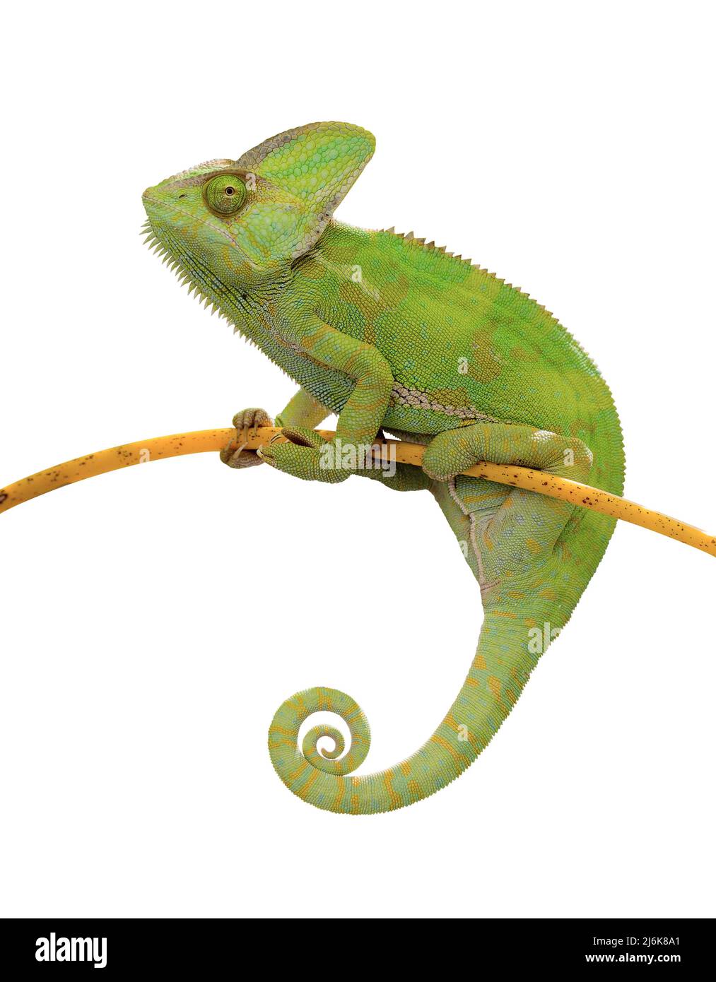 Chameleon climbing on branch. Isolated white background Chameleon ...