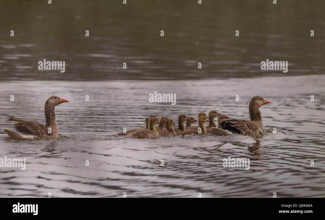 Small nice geese with parents on pond near Ostrava city Stock Photo - Alamy