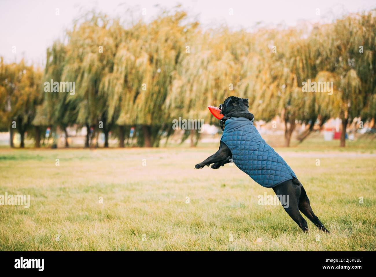 Active Black Cane Corso Dog Play Jumping With Plate Toy Outdoor In Park ...