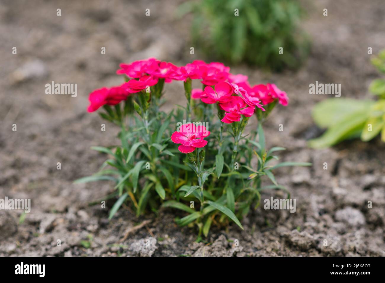 Carnation of india hi-res stock photography and images - Alamy