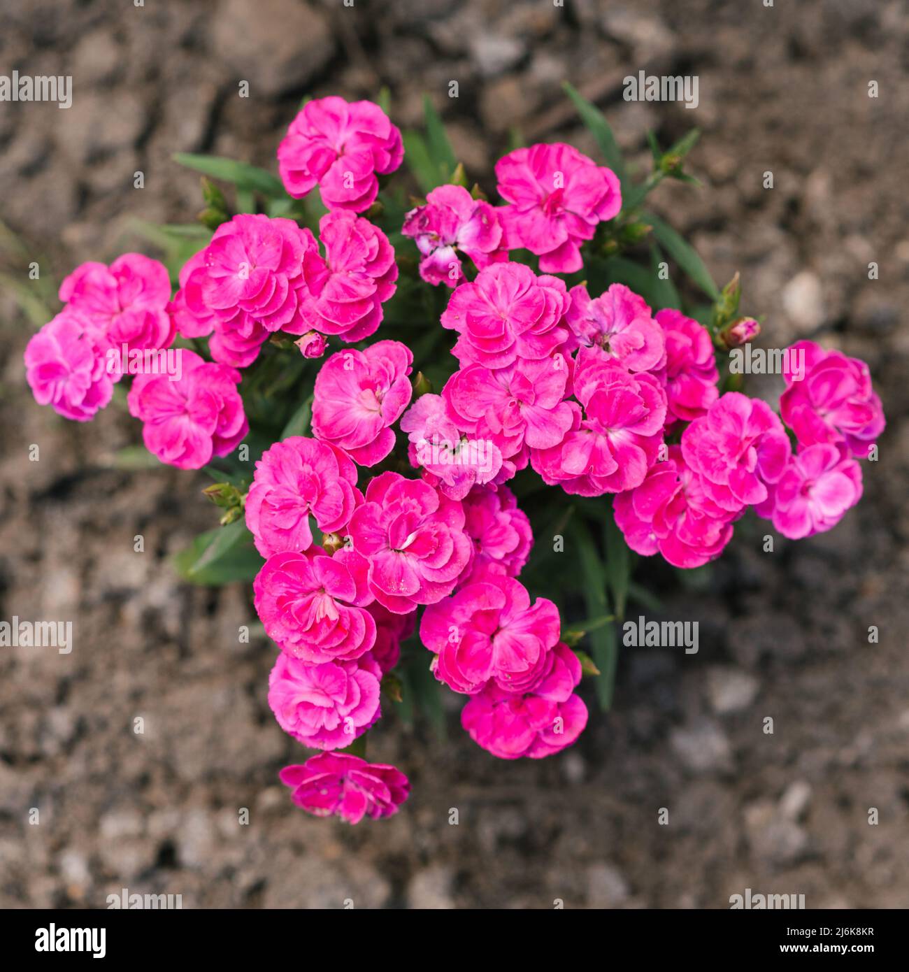 Beautiful carnation in pot garden hi-res stock photography and images ...