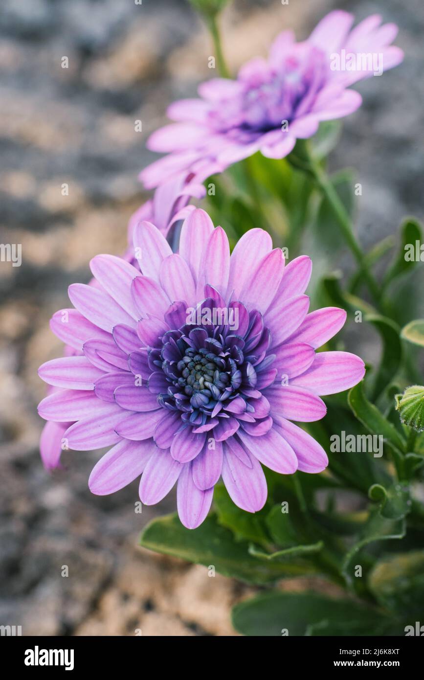 Lilac terry flowers of osteospermum in summer in the garden Stock Photo ...