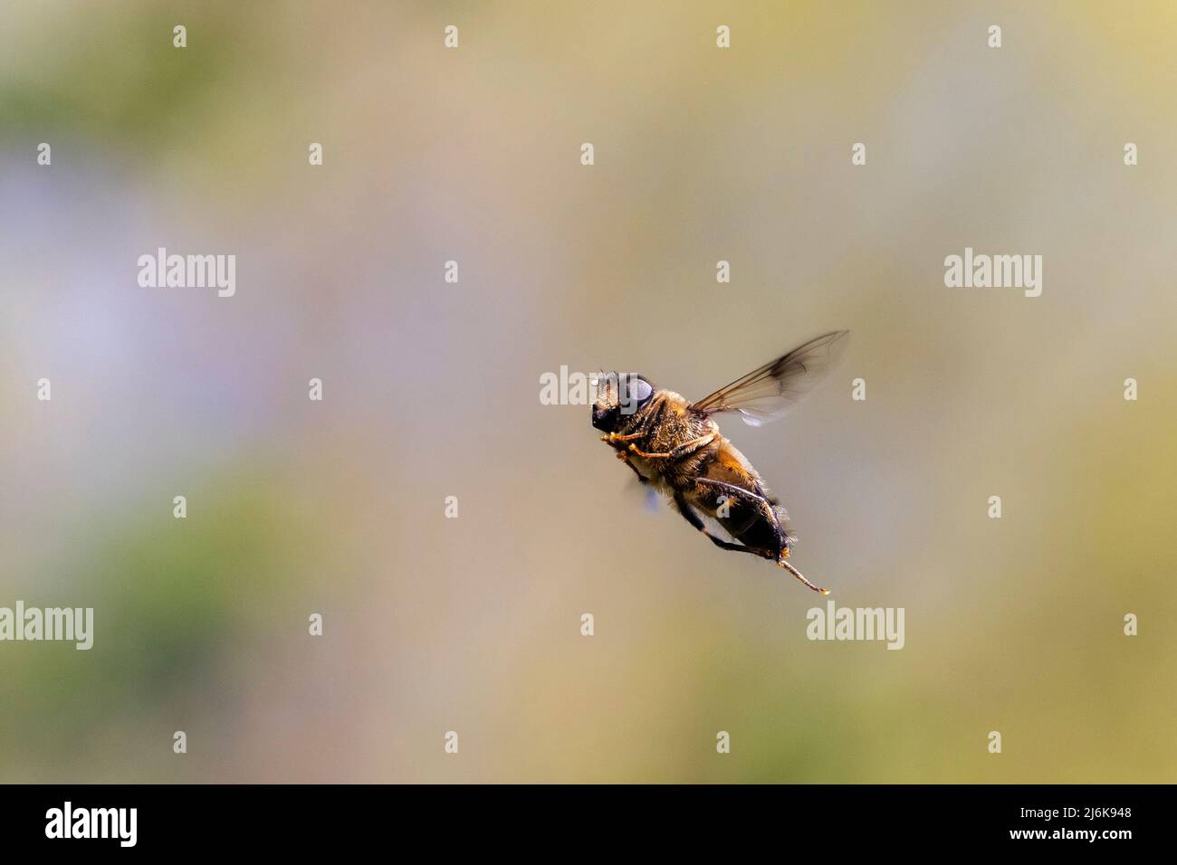 A close up portrait from below of an eristalis tenax or common drone ...