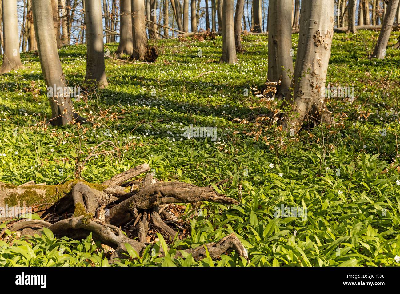 beautiful forest in spring full of ramsons and Wood anemones Stock ...