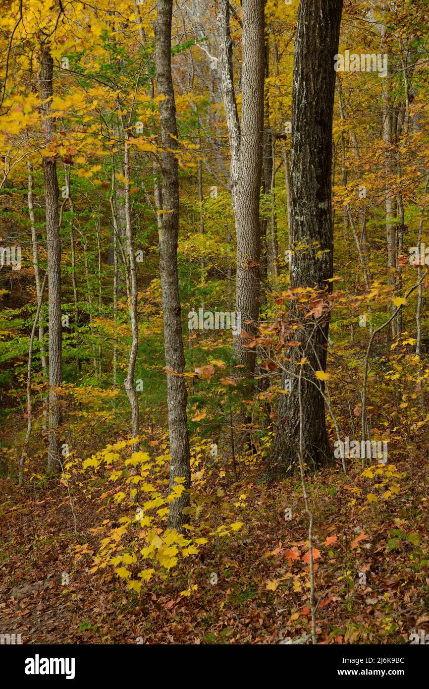 USA,South, Arkansas, Ozarks, Hawksbill Crag, Whitaker Point,Hadeciduous ...