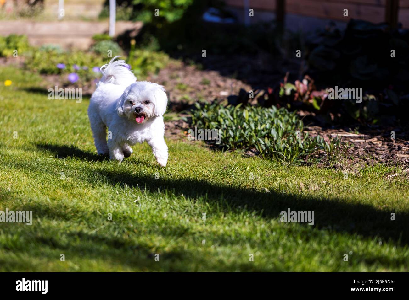 A portrait of a white boomer dog breed. The tiny domestic animal is ...