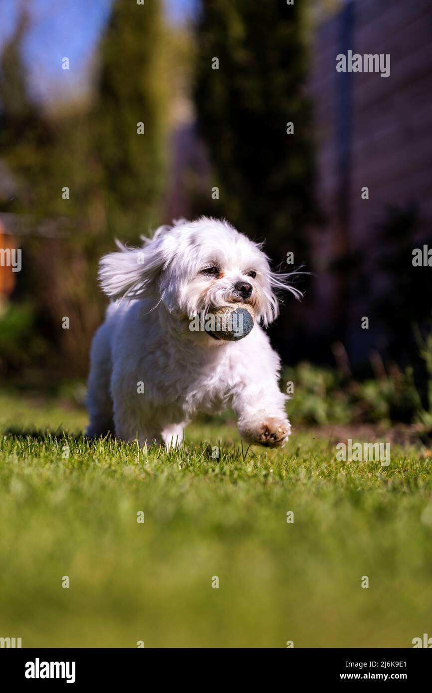 A portrait of a white boomer dog breed. The tiny domestic animal is ...