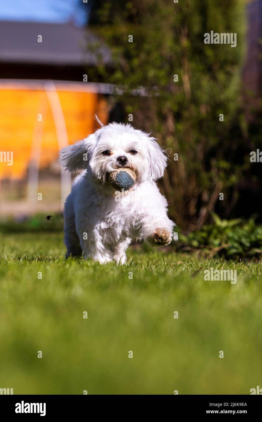 A portrait of a white boomer dog breed. The tiny domestic animal is ...