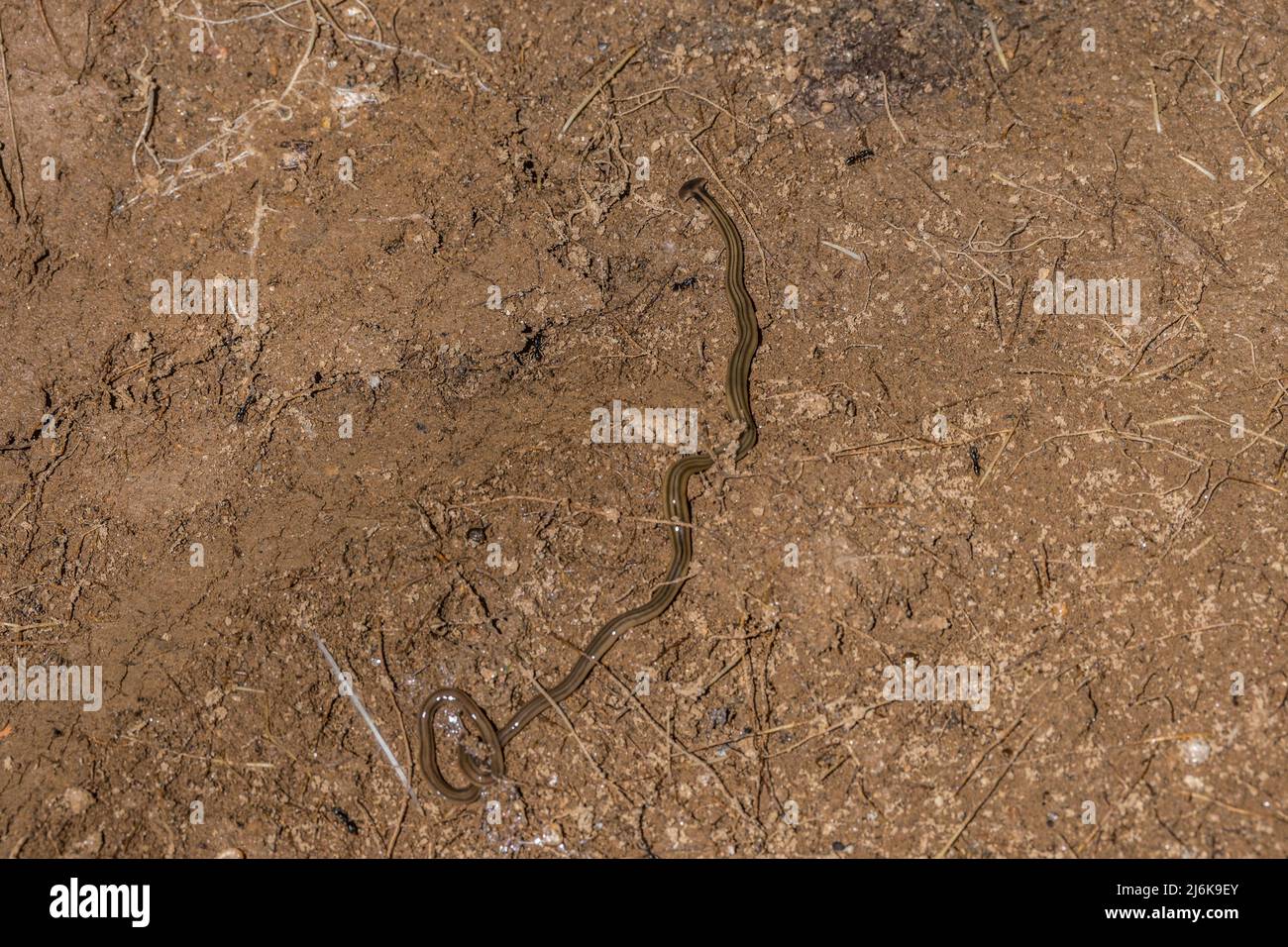 Hammerhead flatworm is a invasive species from China it is a predator ...