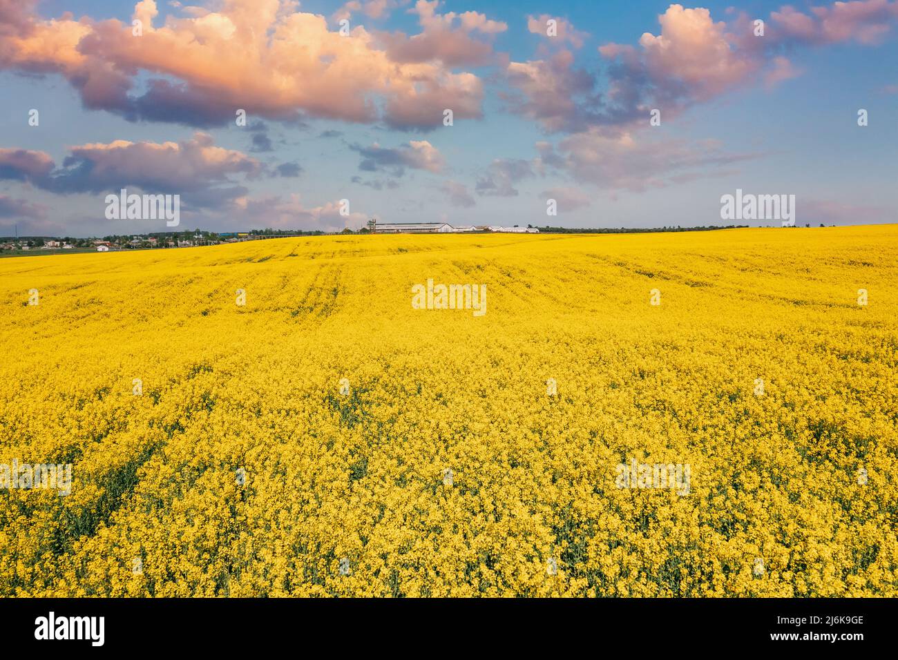 Aerial top view rapeseed field hi-res stock photography and images - Alamy