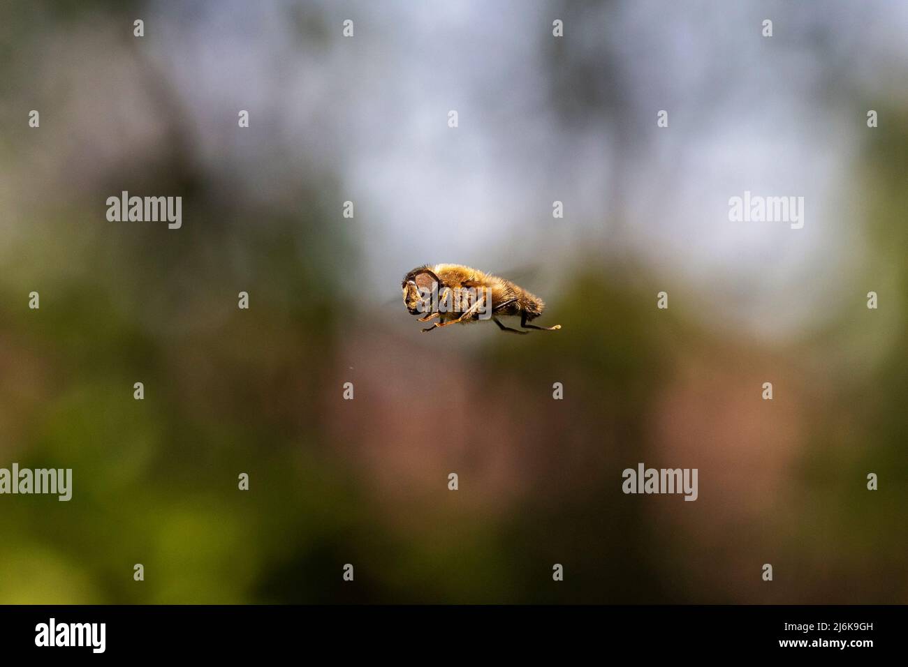 What does a honey bee look like hi-res stock photography and images - Alamy