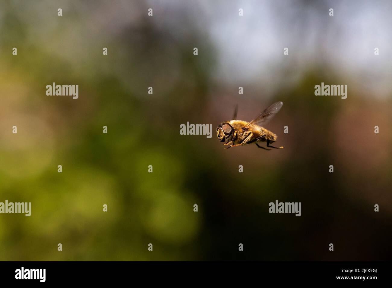 What does a honey bee look like hi-res stock photography and images - Alamy