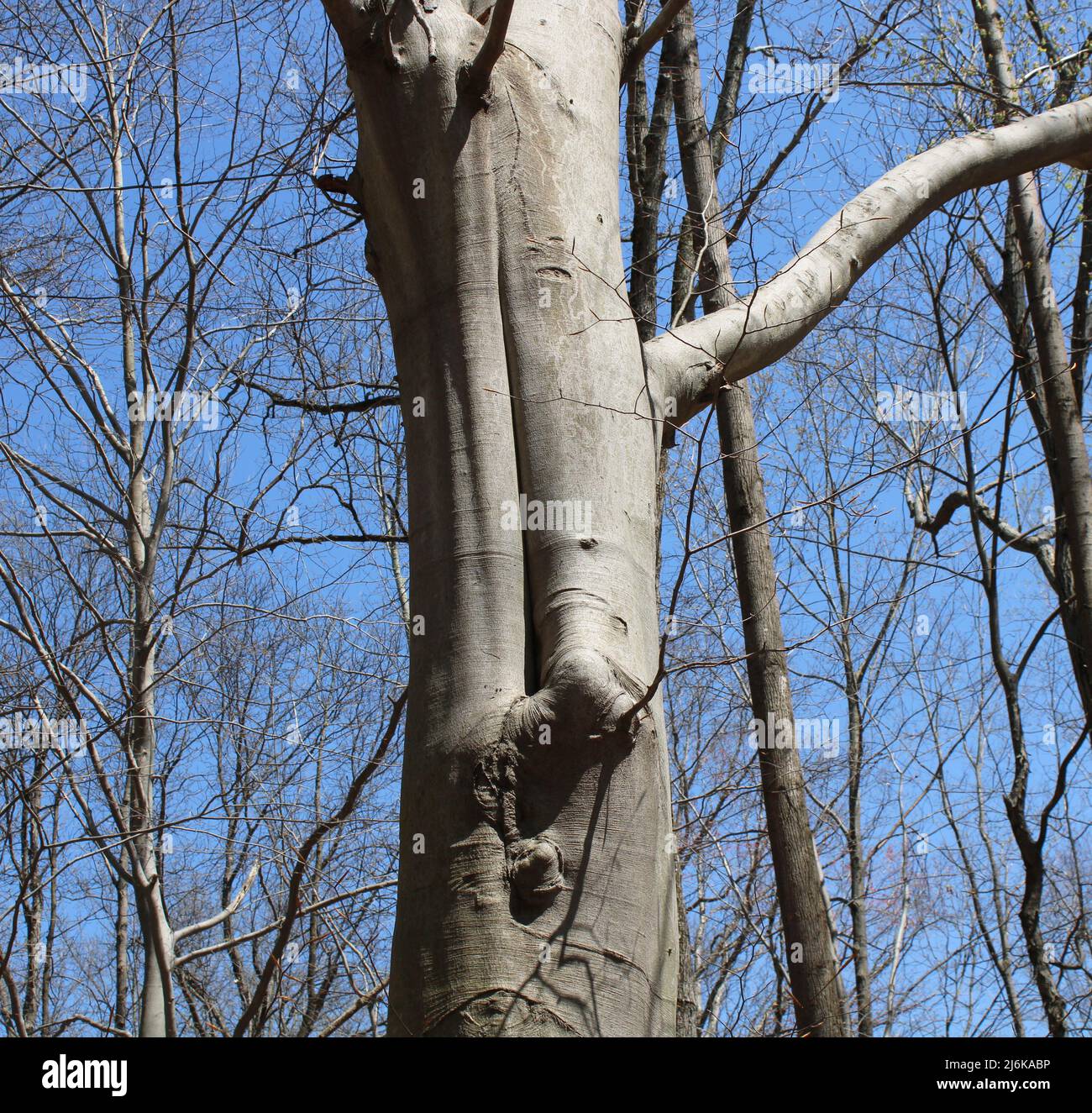 A Tree Trunk with an Unusual Shape Stock Photo - Alamy