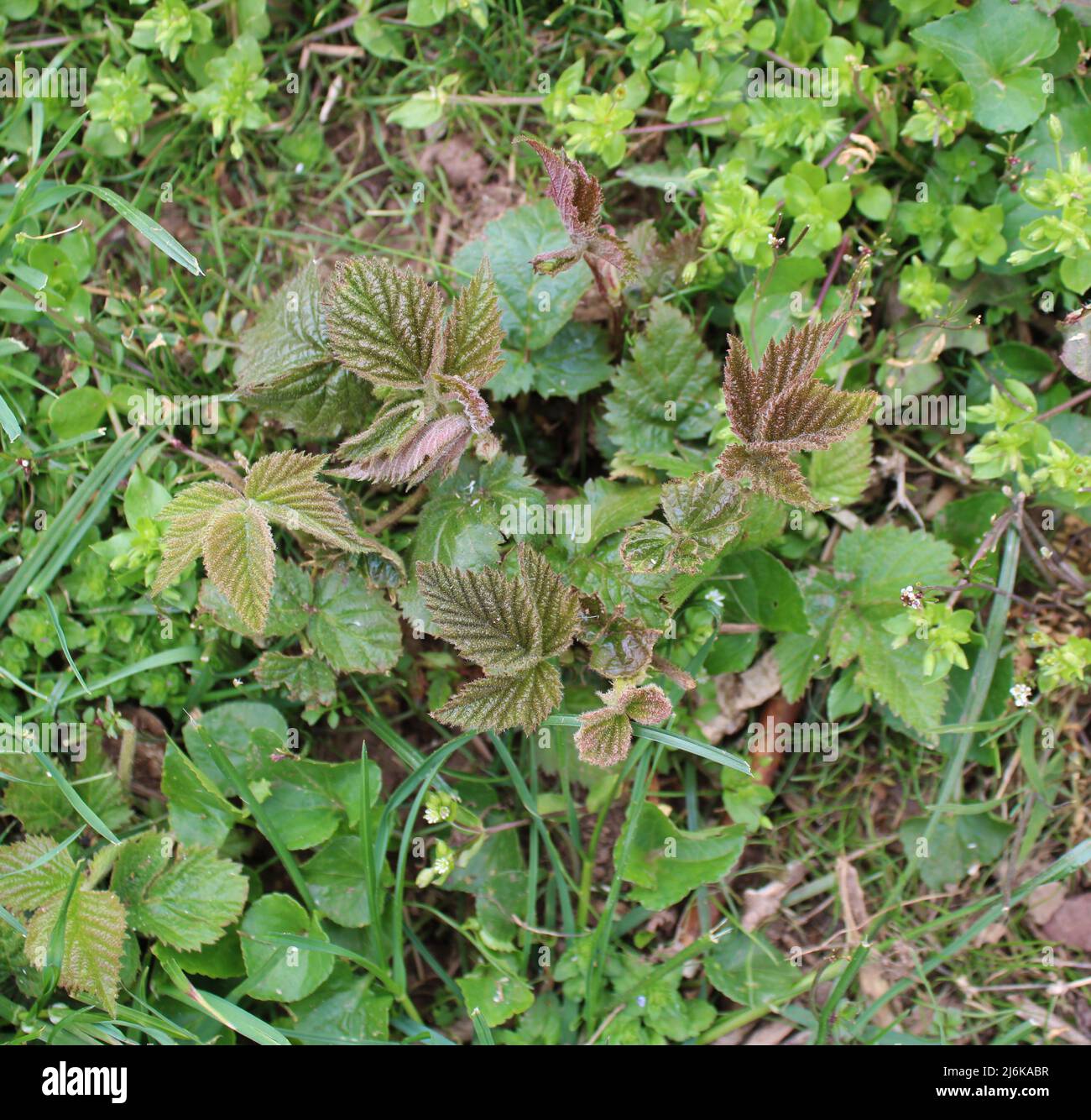 Weed sprouts hi-res stock photography and images - Alamy