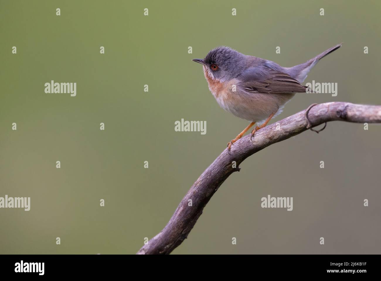 Subalpine Warbler male (Sylvia cantillans Stock Photo - Alamy