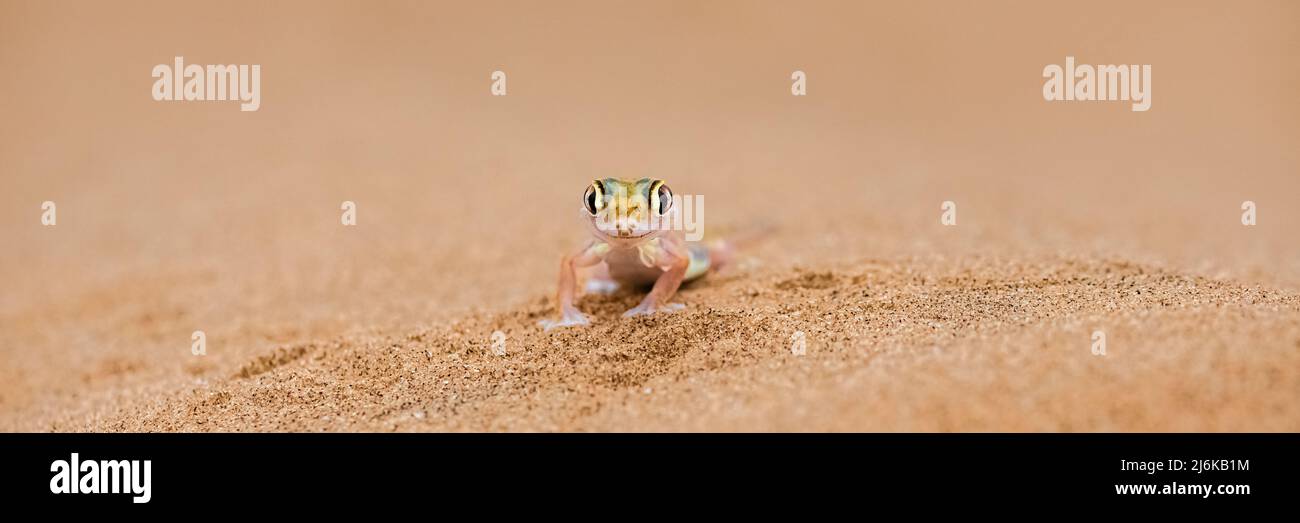 Namib sand gecko or namib web footed gecko hi-res stock photography and ...