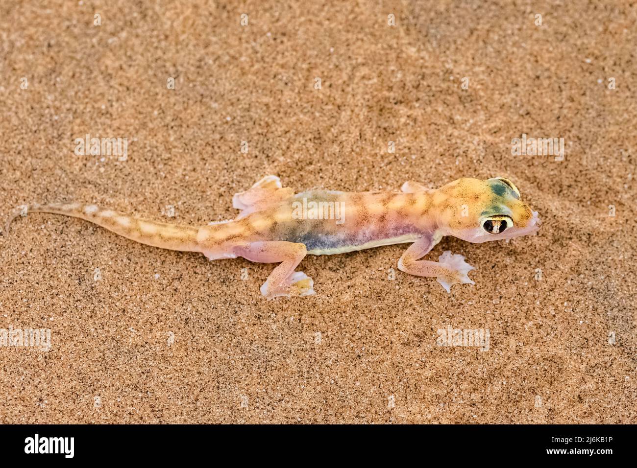 A Namib sand gecko, small colorful lizard in the Namib desert Stock ...
