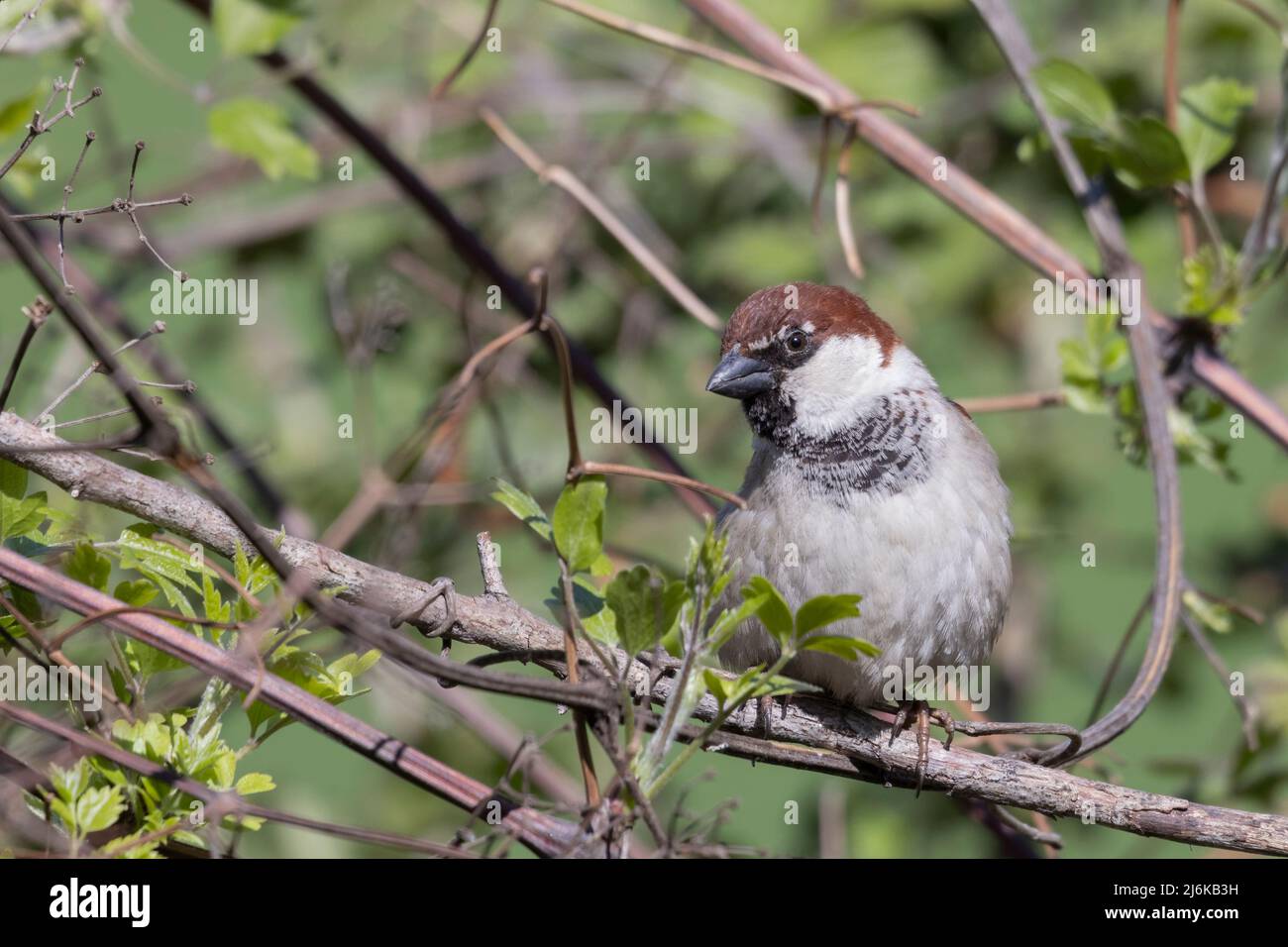 Passer domestic hi-res stock photography and images - Alamy