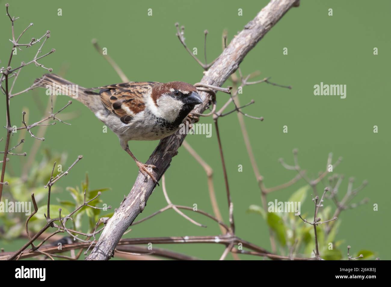 The Italian sparrow (Passer italiae Stock Photo - Alamy