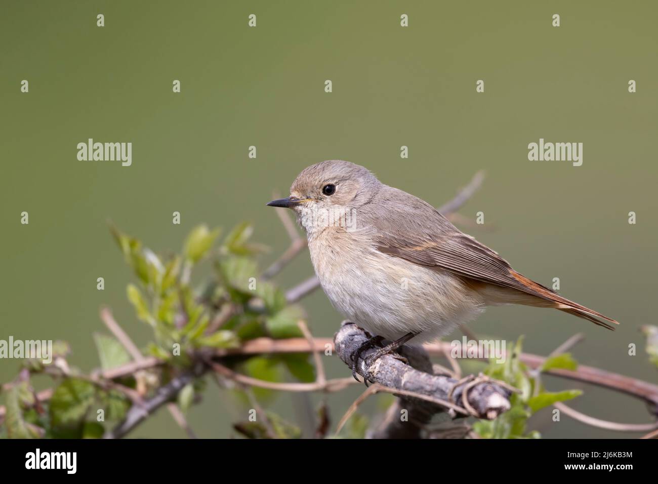 The common redstart female (Phoenicurus phoenicurus Stock Photo - Alamy