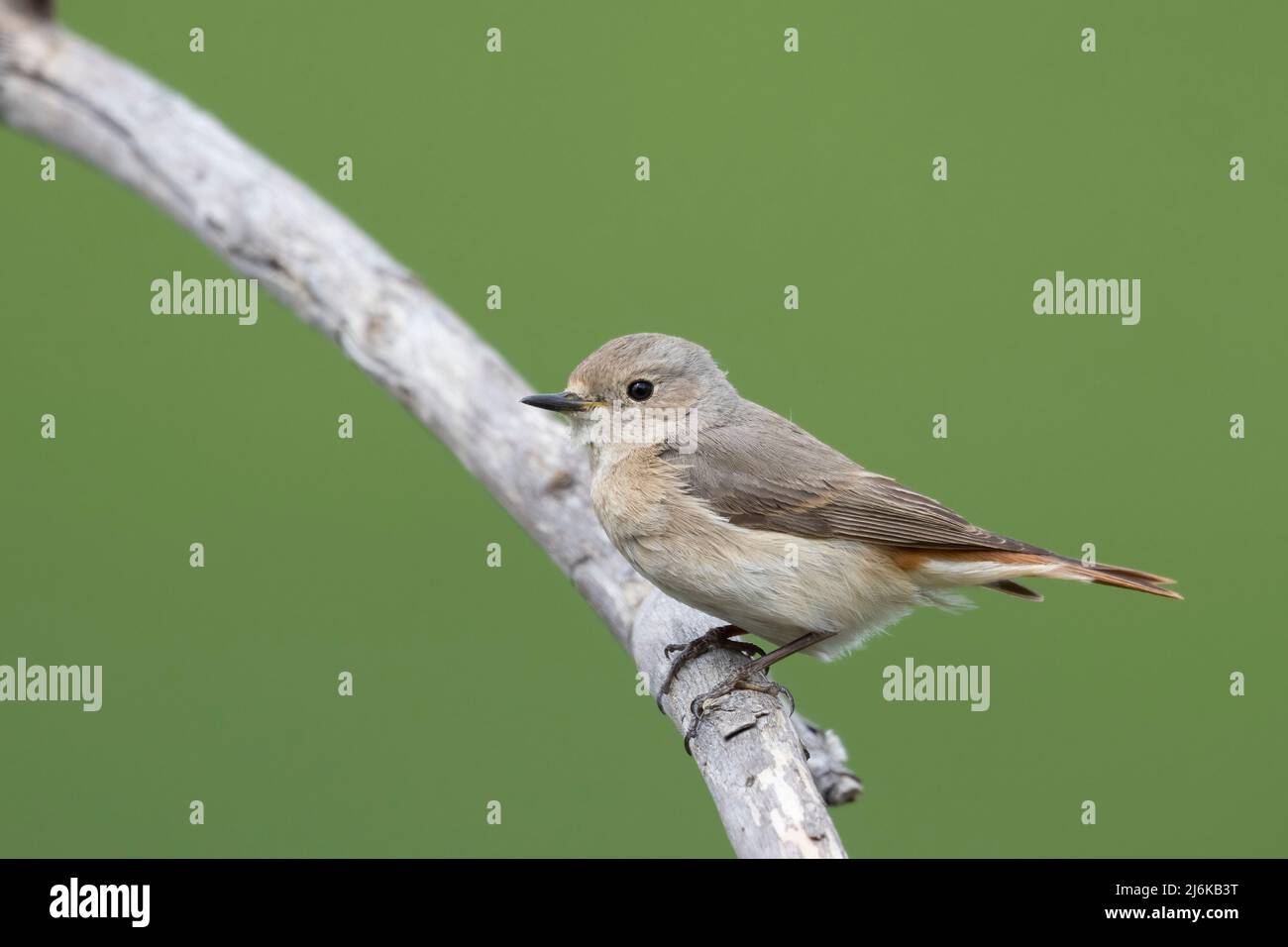 The common redstart female (Phoenicurus phoenicurus Stock Photo - Alamy