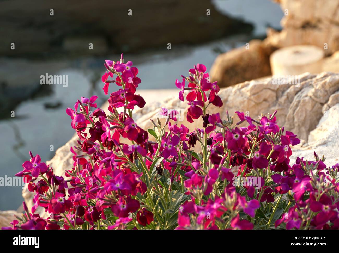 Magenta color wild flowering bush on a rugged and stony land by the sea ...