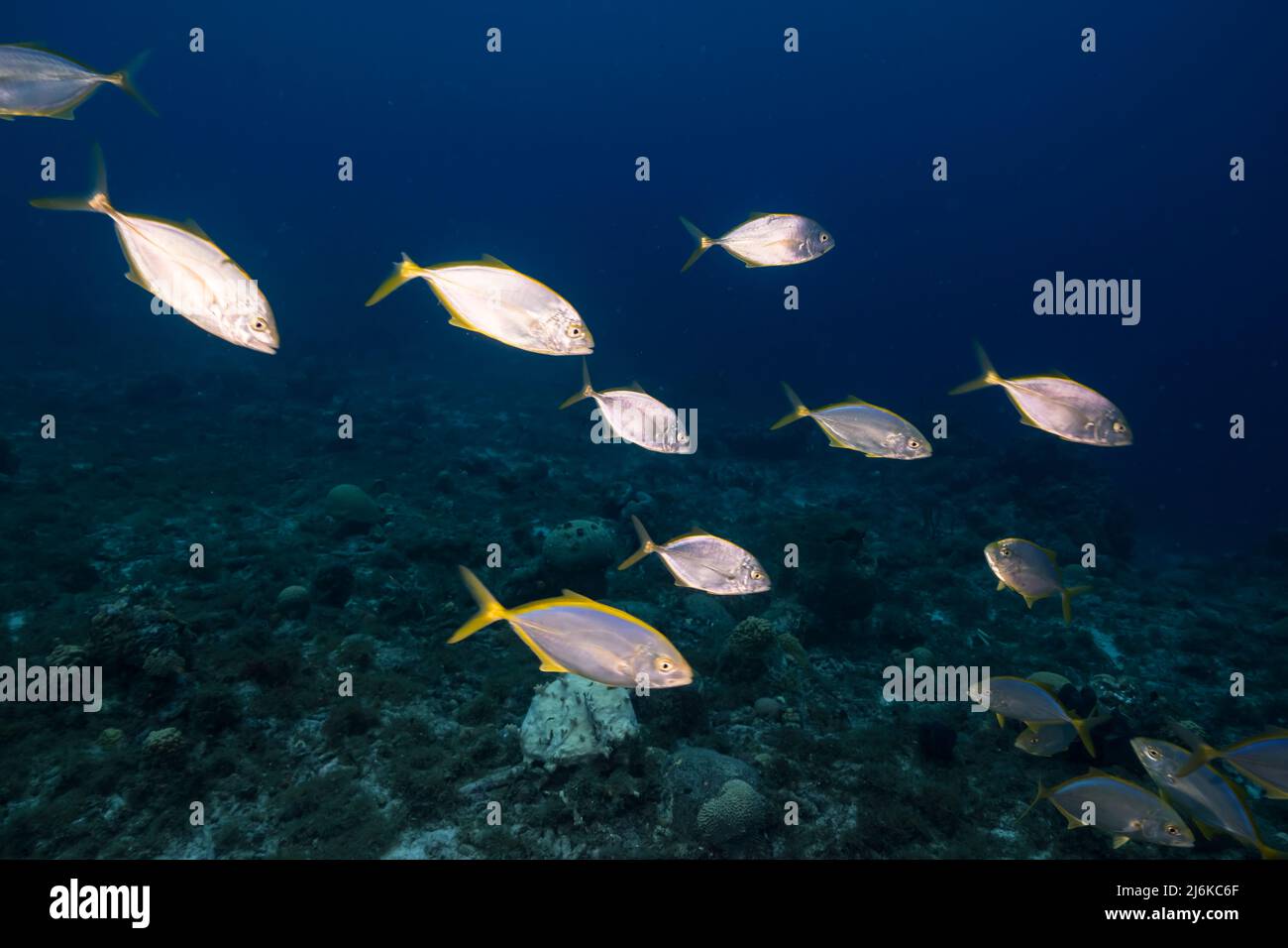 Dusk: seascape with School of Fish, Yellow Jacks in the coral reef of ...