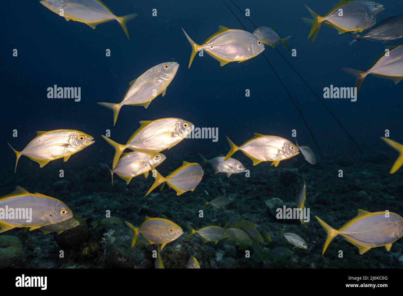 Dusk: seascape with School of Fish, Yellow Jacks in the coral reef of ...