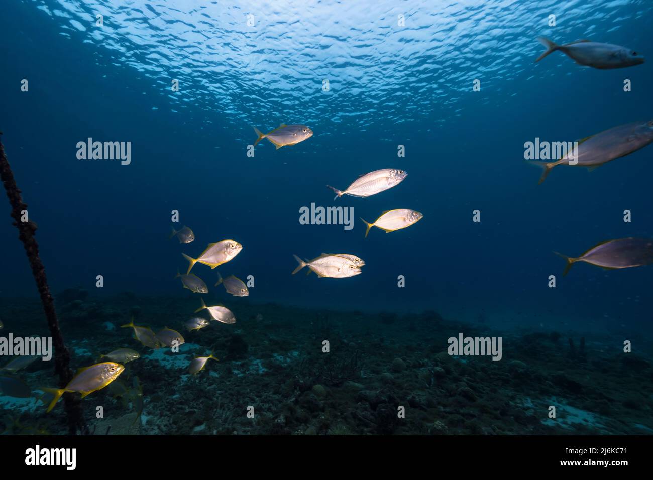 Dusk: seascape with School of Fish, Yellow Jacks in the coral reef of ...