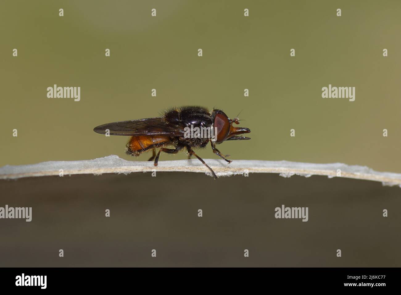 Common Snout Fly, Heineken Hover Fly (Rhingia campestris), family ...