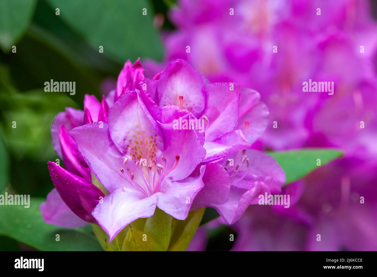 Purple azalea blooms hi-res stock photography and images - Alamy