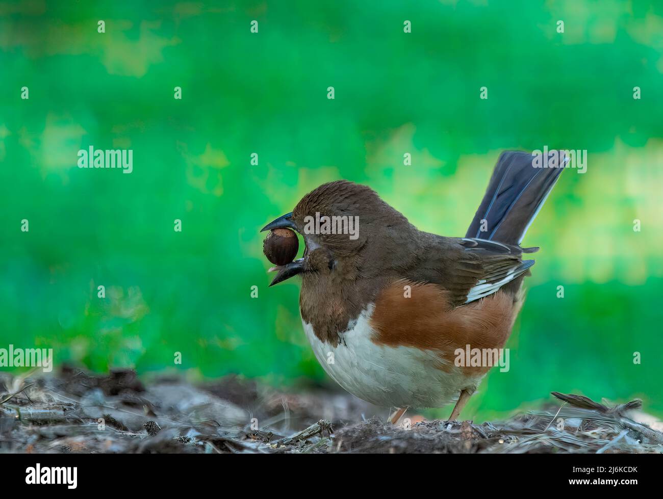Eastern towhee birds hi-res stock photography and images - Alamy