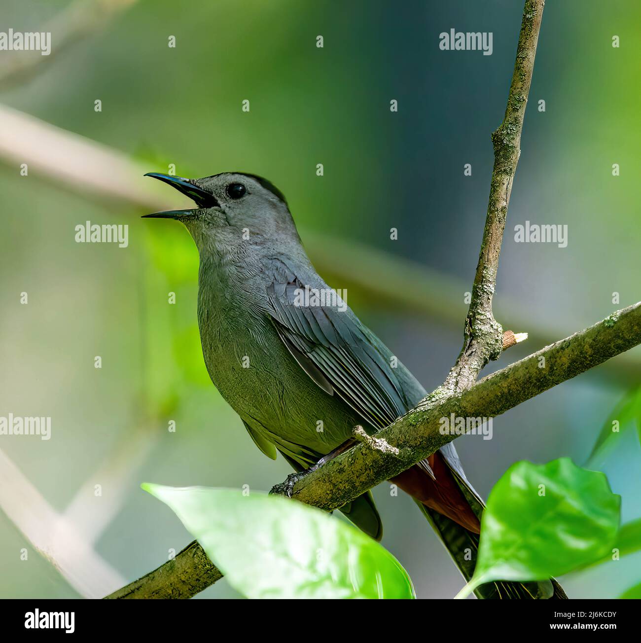 Grey Catbird singing Stock Photo - Alamy