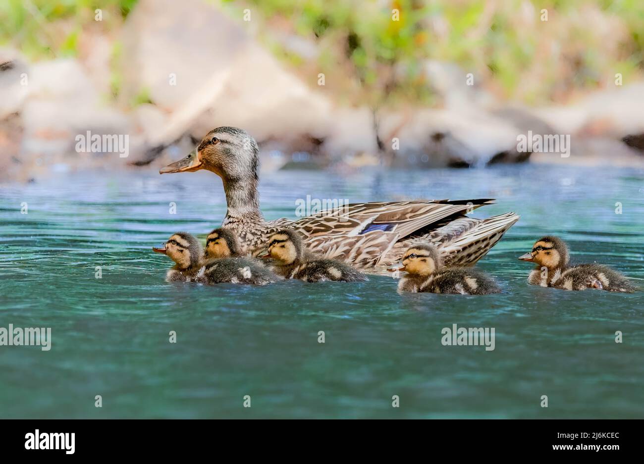 Mallard Duck Family Stock Photo - Alamy