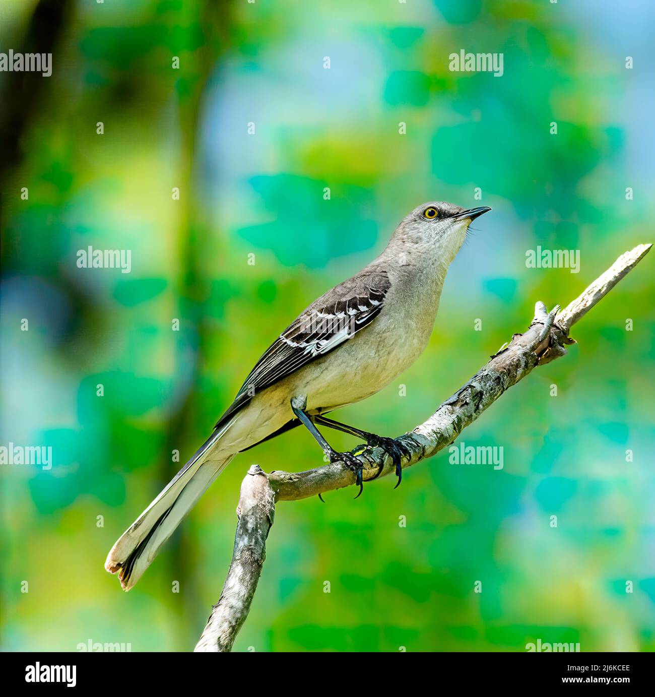 Mockingjay Bird Pictures