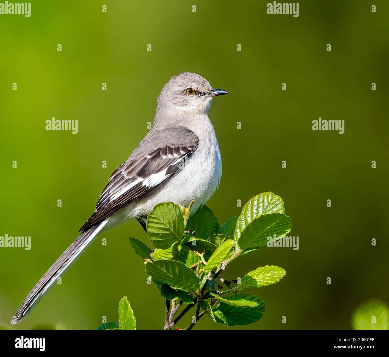 Mockingjay Bird In Real Life