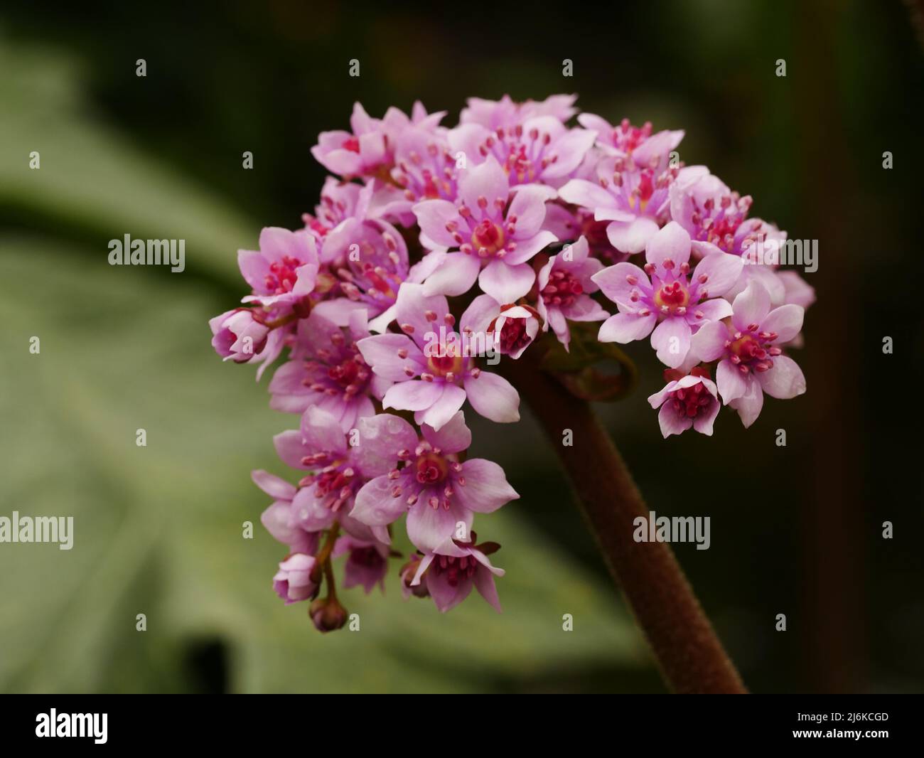 Pink Darmera Peltata Flower Stock Photo - Alamy