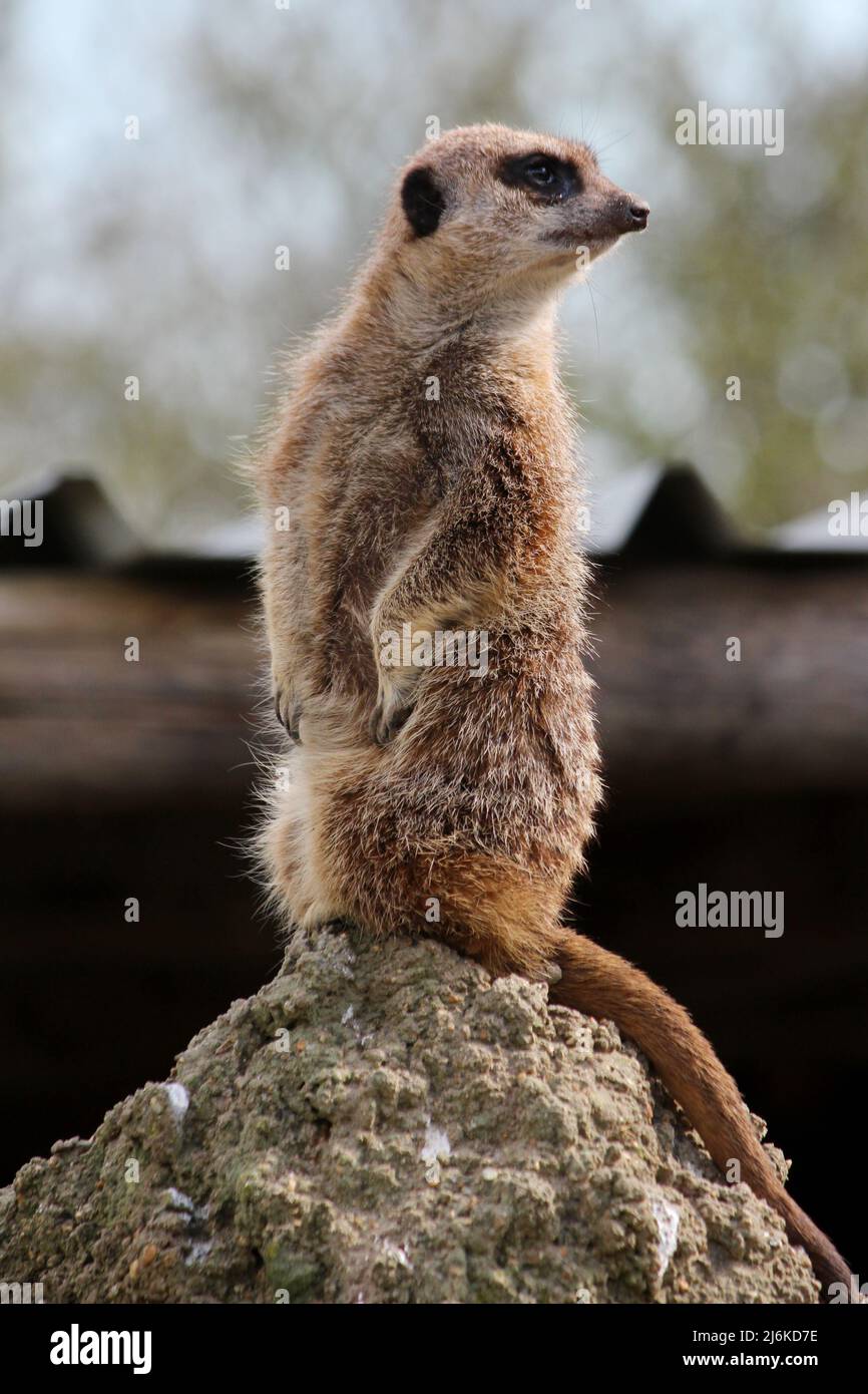 Meerkat look out hi-res stock photography and images - Alamy