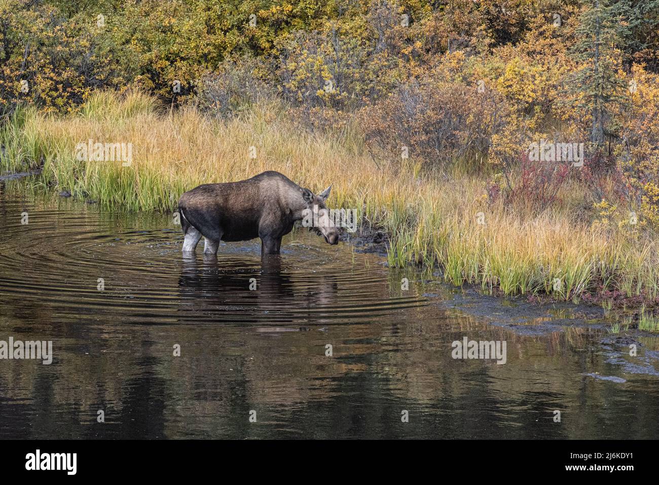 Moose in swamp hi-res stock photography and images - Alamy