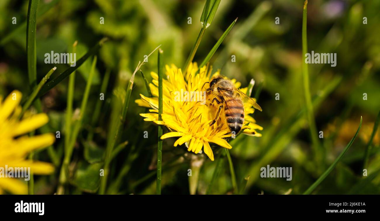 Detail closeup of honeybee, Apis Mellifera, european, western honey bee ...