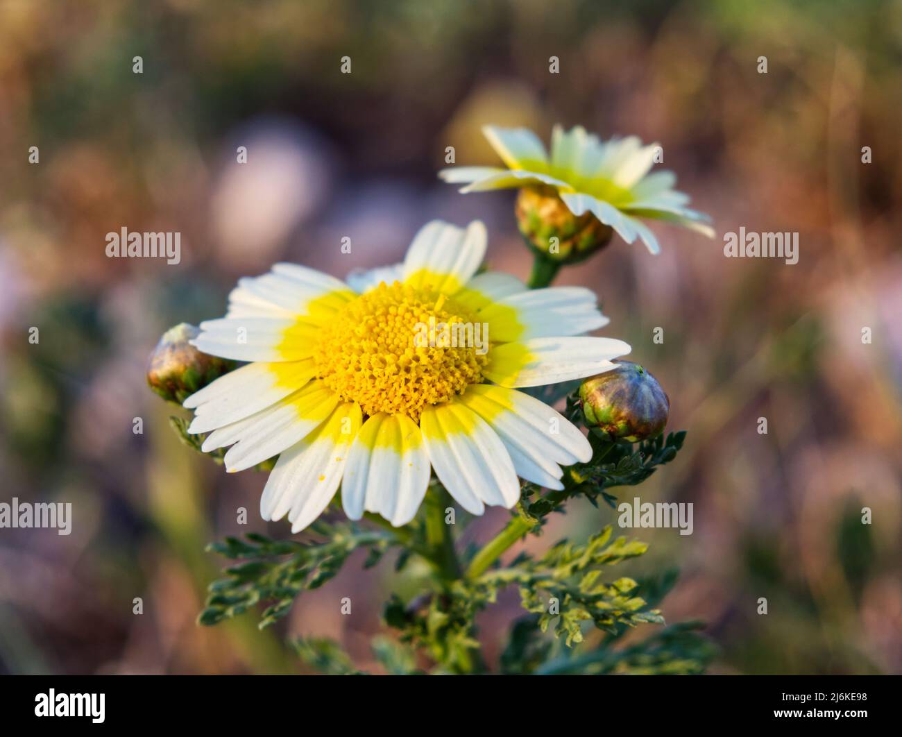 Wildflower yellow flower greece hi-res stock photography and images - Alamy