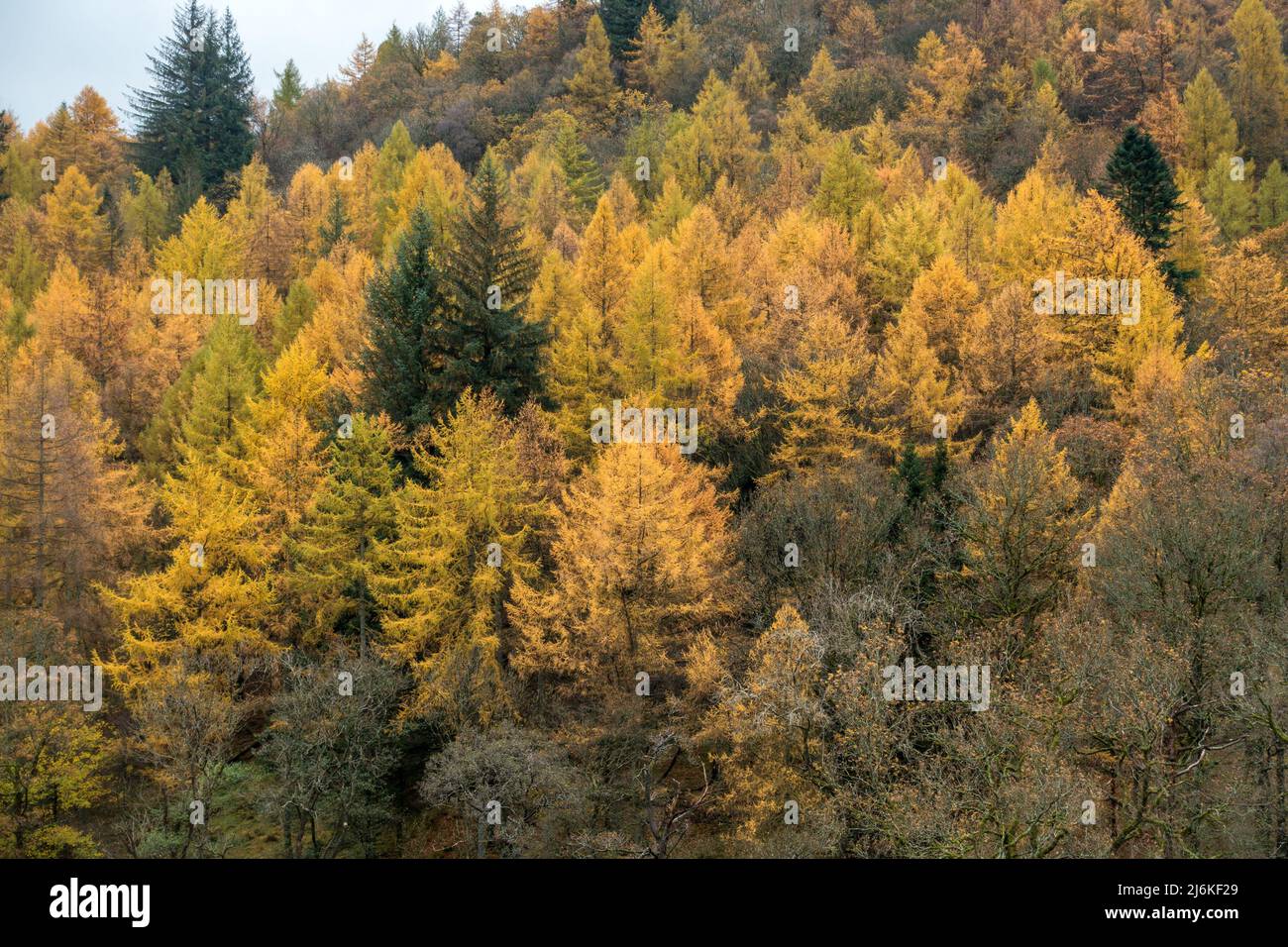 Trees with Autumn colour in Baysbrown Wood near Elterwater in November ...