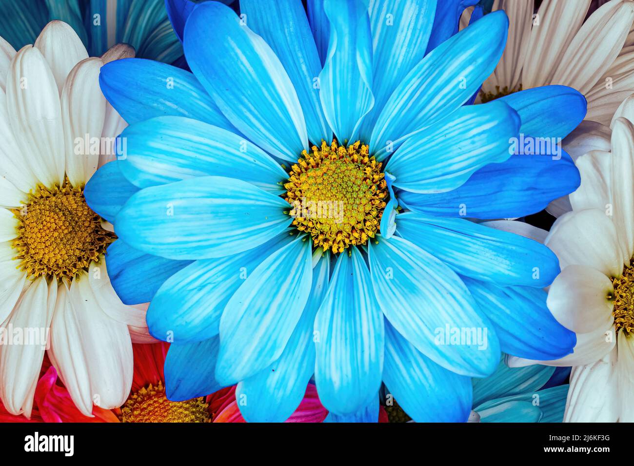 Blue, white, red daisies up close - almost patriotic Stock Photo - Alamy