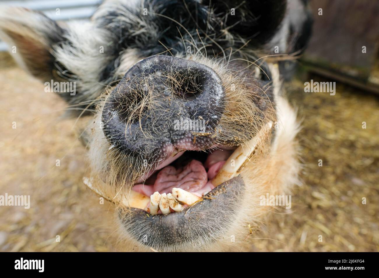 An ugly pig with protruding teeth Stock Photo - Alamy