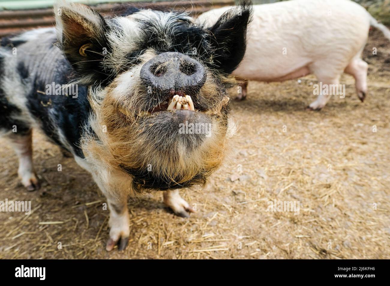 An ugly pig with protruding teeth Stock Photo - Alamy