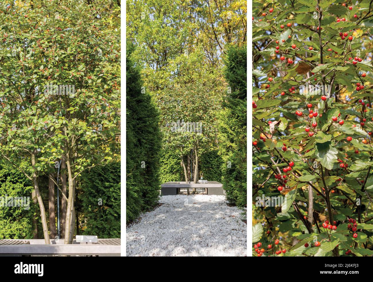 Broad leaved cockspur thorn in a landscape park, autumn view, collage ...