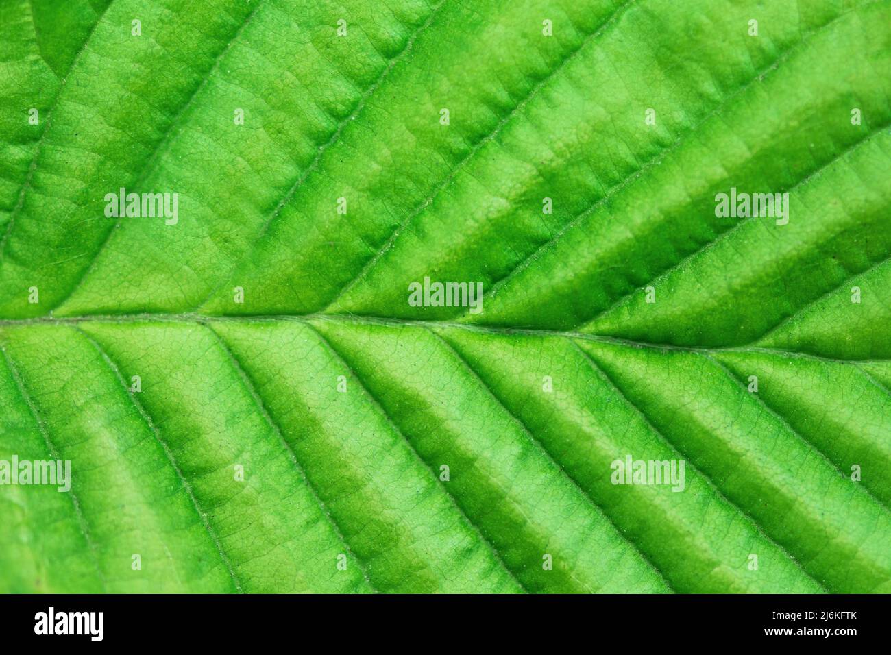 Abstract green leaf texture.Tree leaf texture macrophotography Stock ...